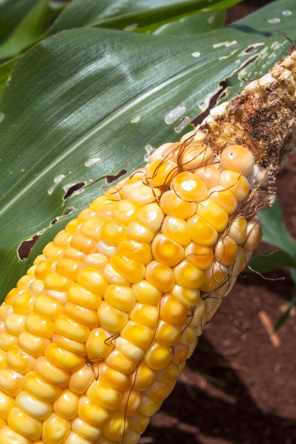 Corn cob stock image. Image of crops, corncob, earworm - 94379033