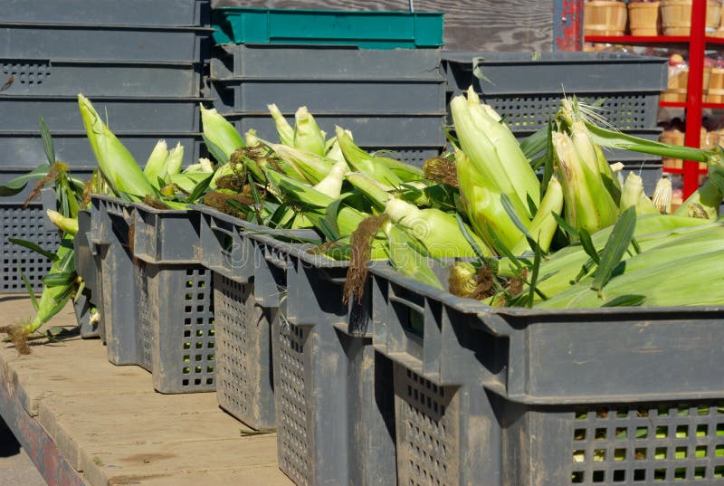 Crates of Corn on the Cob Husks Fresh Vegatable Farm Produce for Stock ...