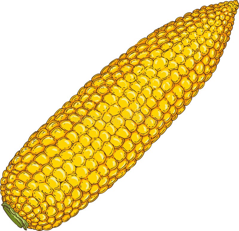 Corn Cob without Leaves stock illustration. Illustration of isolated ...