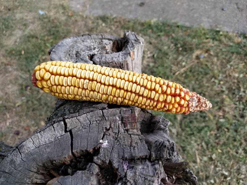 Corn Cob Lies on a Tree Stump Stock Photo - Image of fall, grain: 195787212