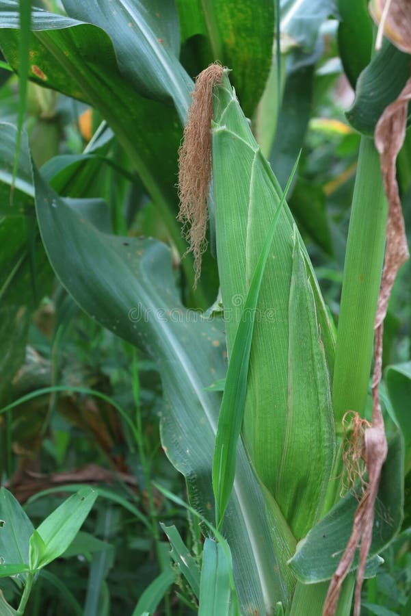 Corn on the cob stock image. Image of corn, flower, grain - 94605147