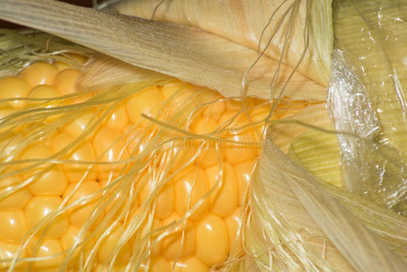 Corn on the cob is macro stock image. Image of nutrition - 126957387