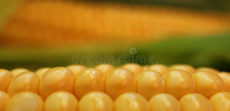 Corn on the cob macro stock photo. Image of food, autumn - 248551166
