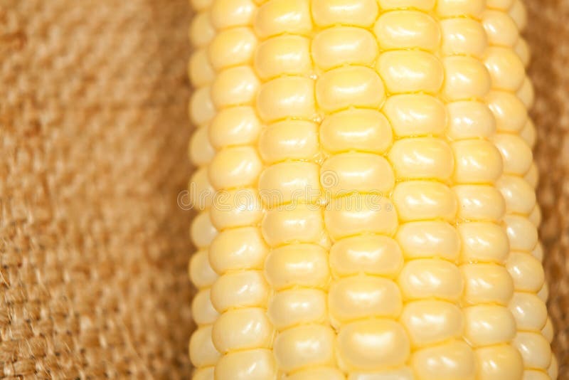 Corn on the cob macro stock photo. Image of macro, healthy - 42715288