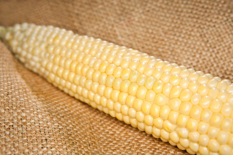 Corn on the cob macro stock image. Image of studio, agriculture - 42715357