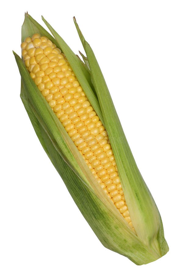 Maize cob stock photo. Image of diet, produce, consume - 2154376