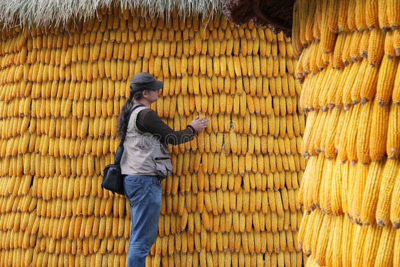 Corn on the cob editorial photo. Image of corn, agriculture - 59666051