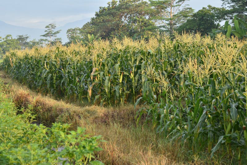 Corn Cob in Organic Corn Field Stock Photo - Image of landscape ...