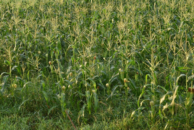 Corn Cob in Organic Corn Field Stock Image - Image of summer, farming ...