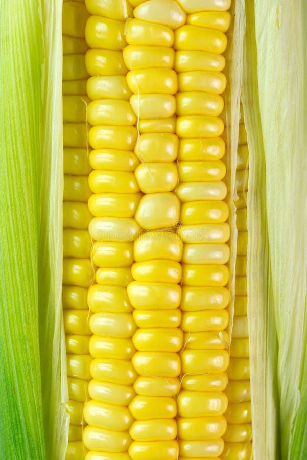 Corn cob stock photo. Image of produce, husk, agriculture - 40588772