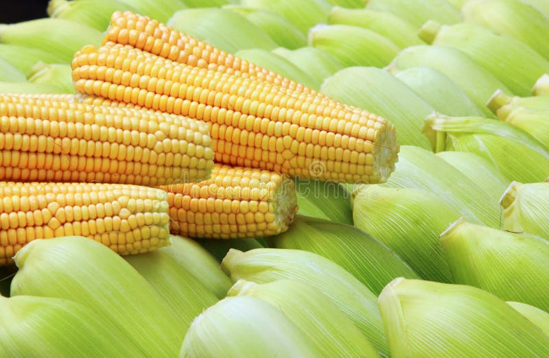 Corn Cob stock photo. Image of grown, health, fresh, market - 41227442