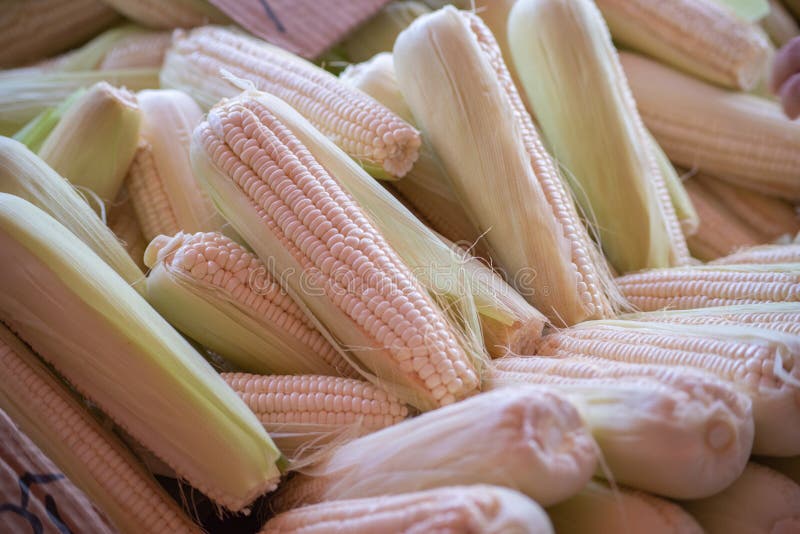 Corn Cob with Part of the Husk Removed,fresh Corns Stock Photo - Image ...