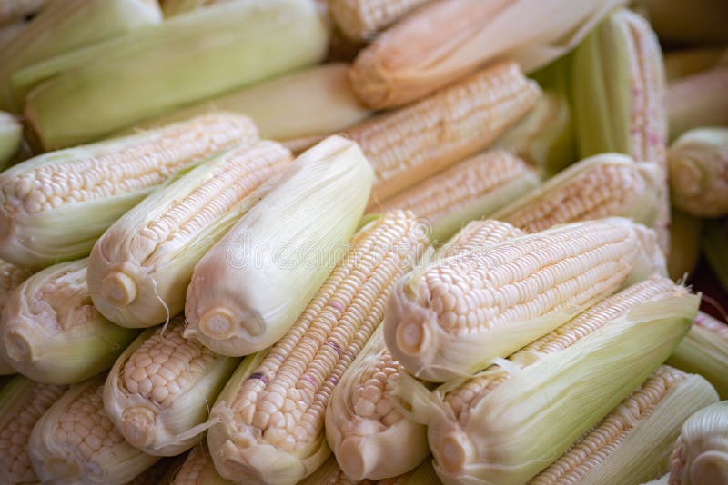 Corn Cob with Part of the Husk Removed,fresh Corns Stock Photo - Image ...