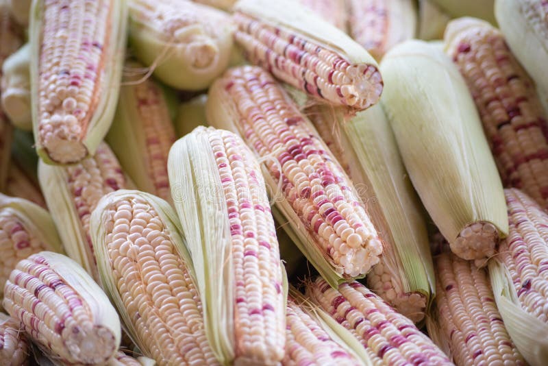 Corn Cob with Part of the Husk Removed,fresh Corns Stock Image - Image ...