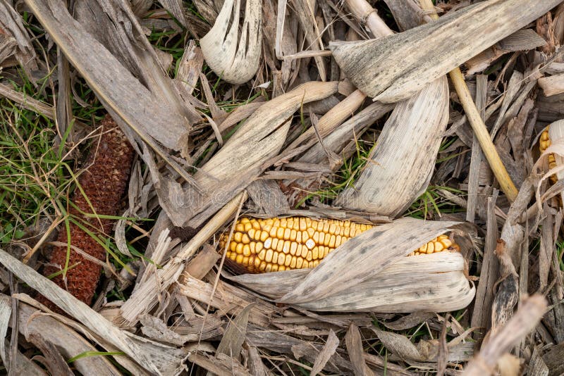 A Corn Cob is Partially Eaten and Has a Brown Husk Stock Photo - Image ...