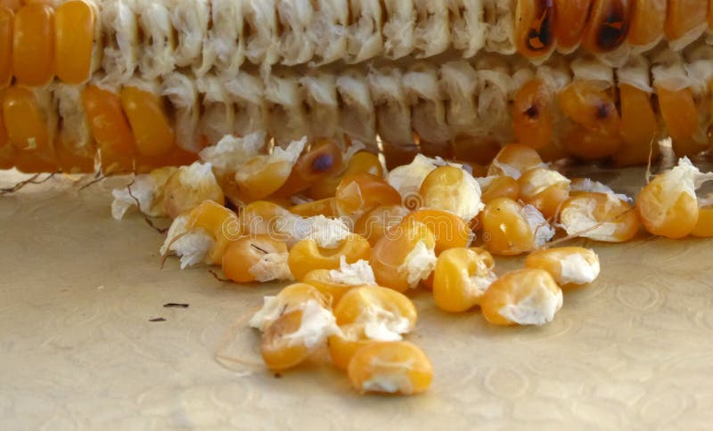 Corn cob stock image. Image of thanksgiving, niblet, fresh - 44050335