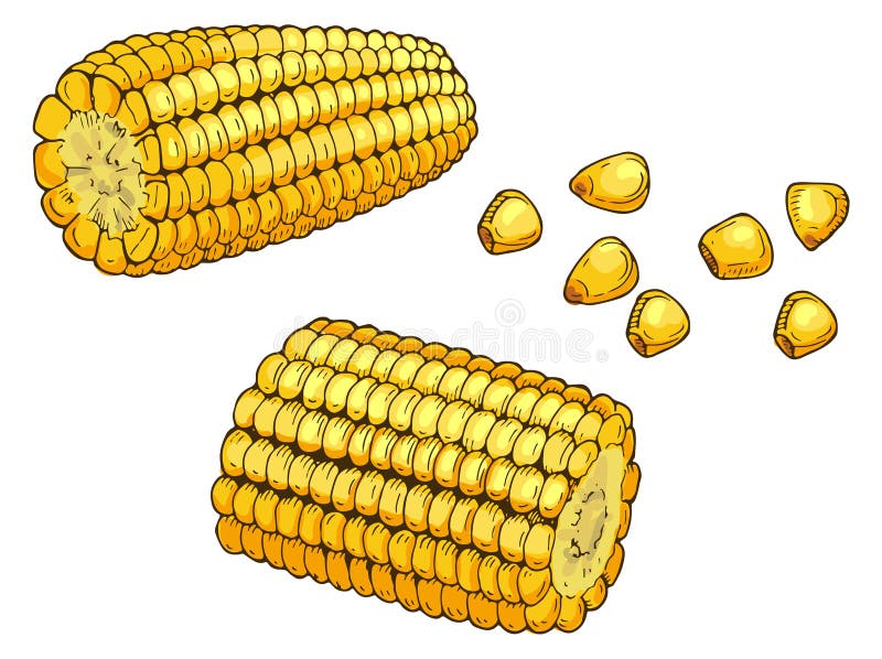 Corn Cob Pieces. Cooking Ingredient Stock Image - Image of healthy ...