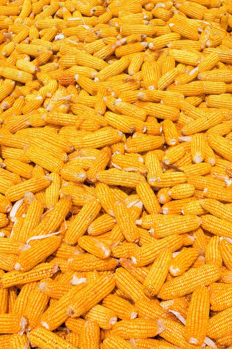 46,293 Corn Pile Stock Photos - Free & Royalty-Free Stock Photos from ...