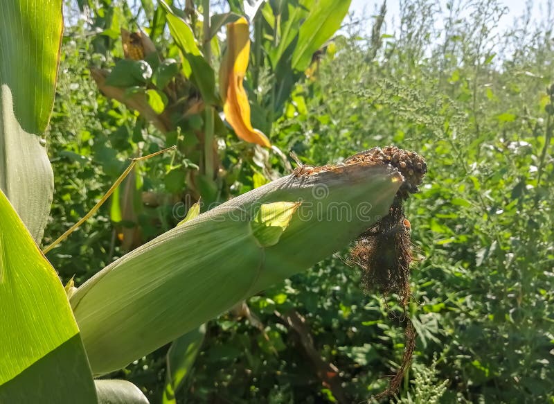 A Corn Cob on a Plant. the Corn in the Field Ripened. First Harvest ...