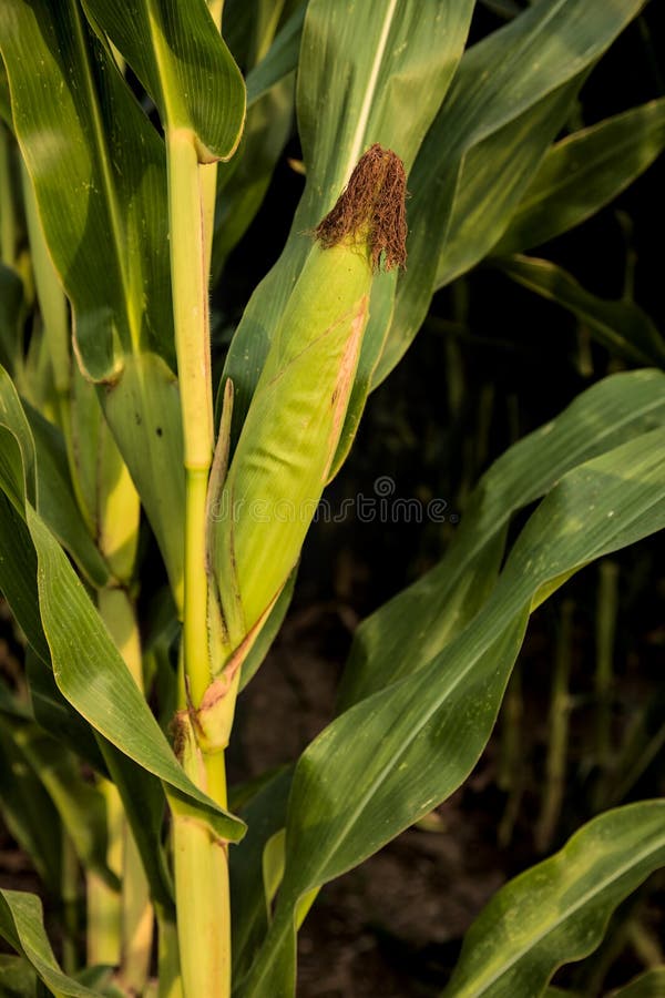 Corn Cob on a Plant at Sunset Seen Up Close Stock Photo - Image of ...