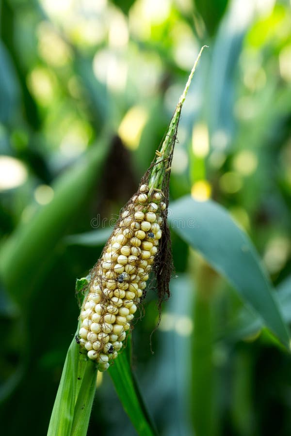 Corn Cob in Corn Plantation Field. Disease, Insect Infestation ...