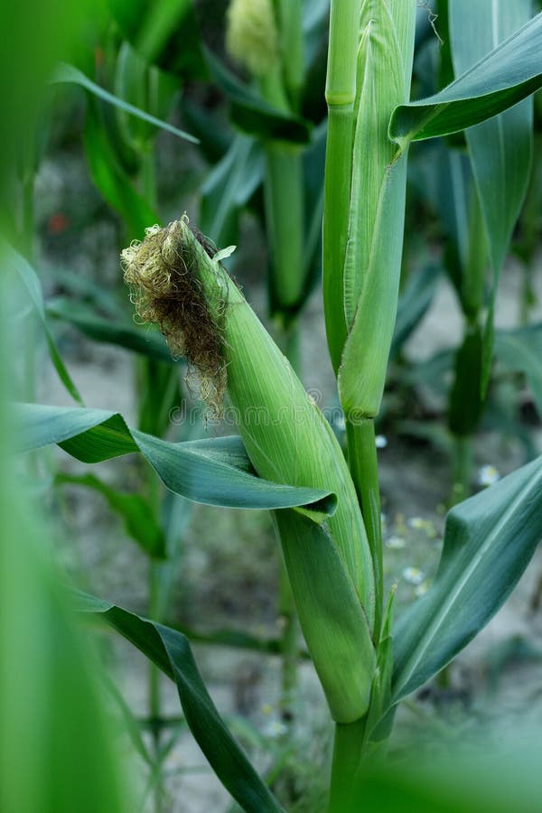 Corn Cob in Corn Plantation Field. Fresh Corn Cob. Stock Photo - Image ...