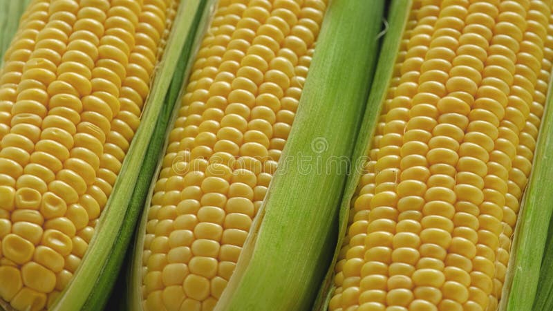 Corn Cob. Rotating Background of Fresh Corn, Close Up Stock Video ...