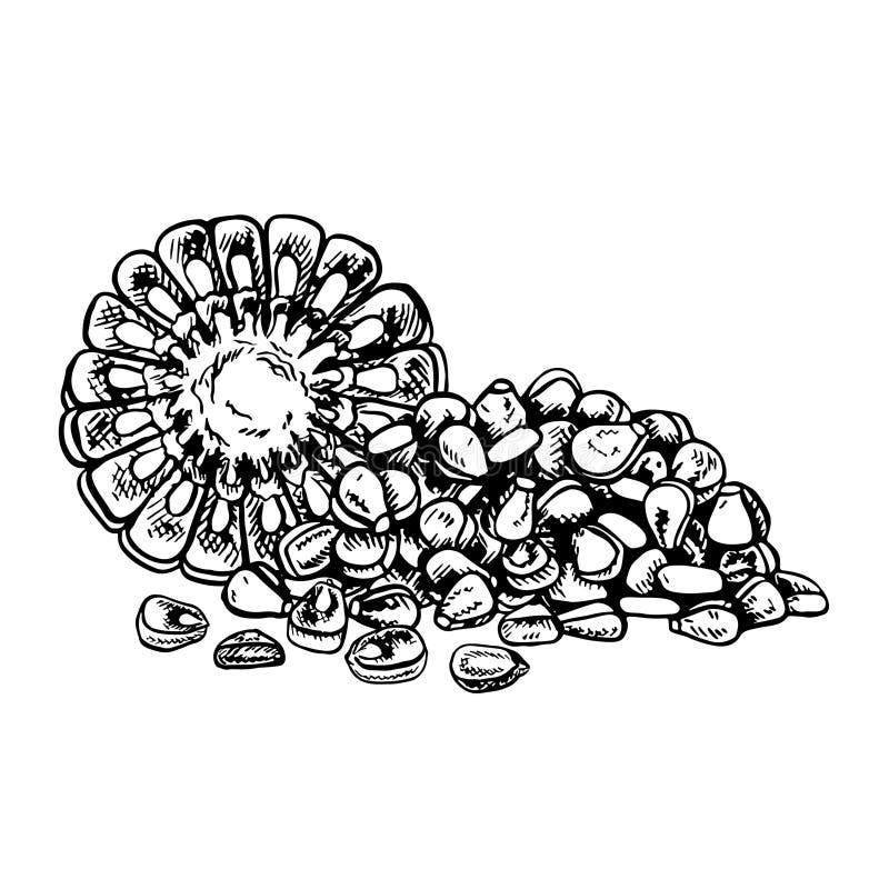 A Corn Cob in a Section and a Handful of Grains. Vector Graphics with ...