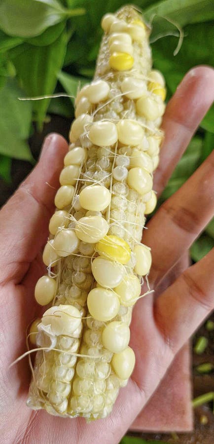 Corn on the Cob Corn, Corn Seeds, Fruit, Vegetables, Food, Fruit Stock Image - Image of ...