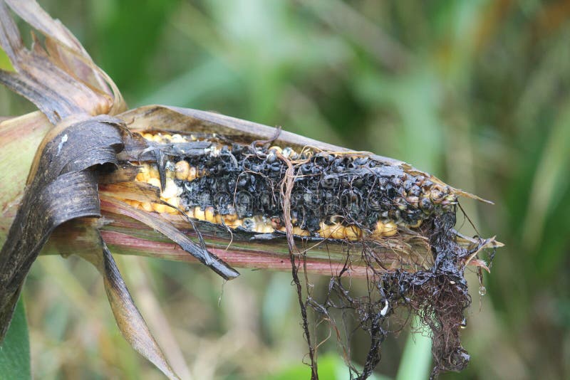 Corn Cob Severely Damaged by Fungal Infection Stock Image - Image of ...