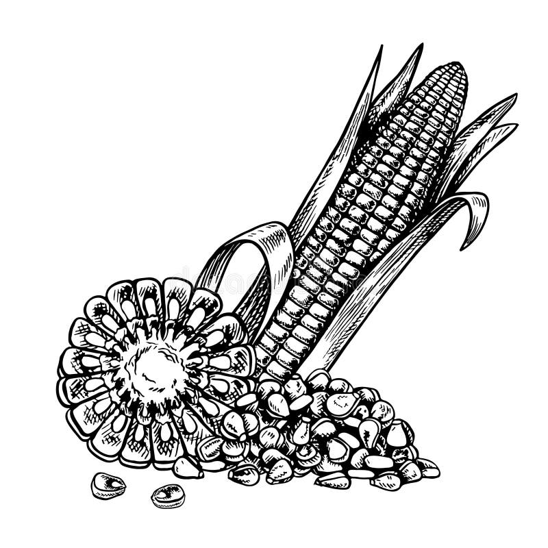Corn Kernels. Vector Graphics Depicting a Bunch of Corn Kernels. Black ...