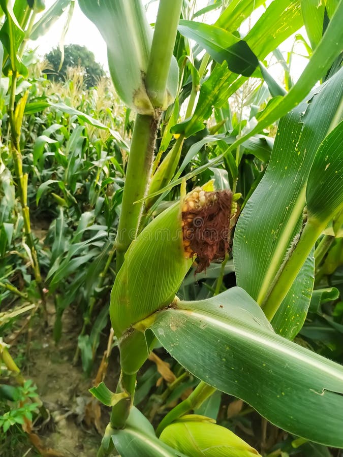 Corn on the Cob. Stalk Natural Green Leaf Stock Photo - Image of ...