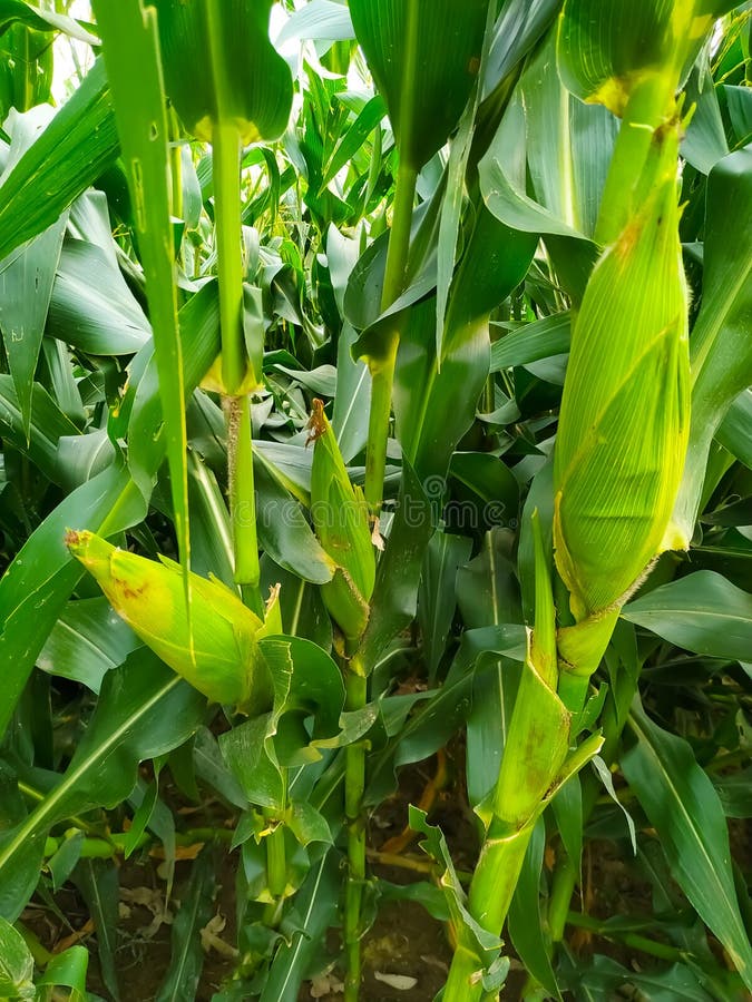 Corn on the Cob. Stalk Natural Green Leaf Stock Image - Image of stalk ...