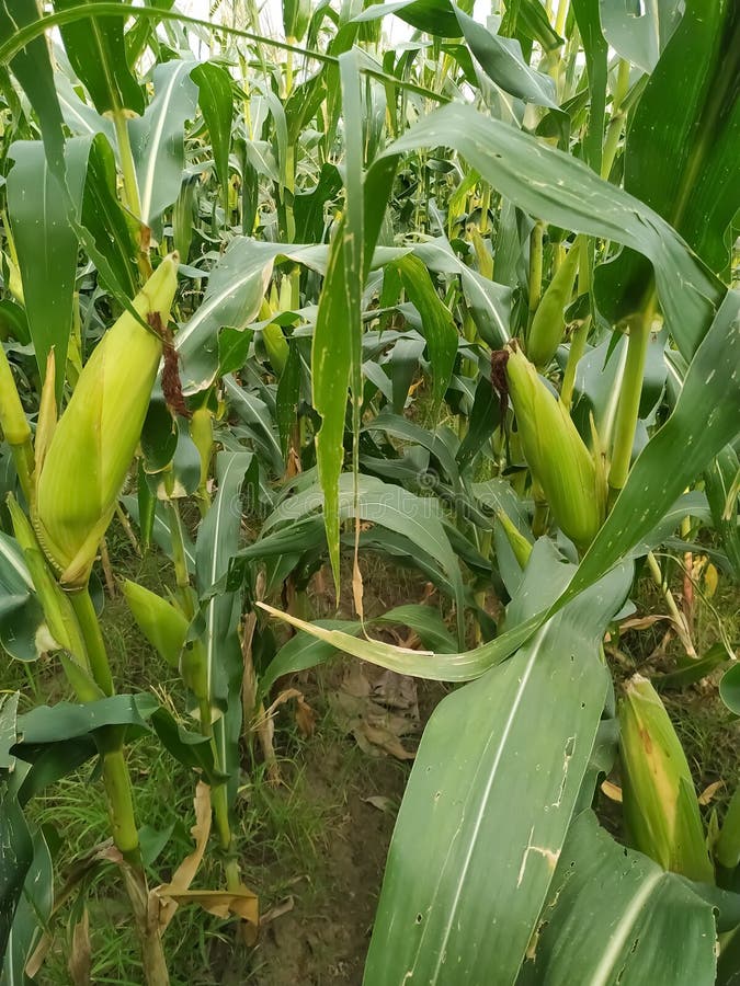 Corn on the Cob. Stalk Natural Green Leaf Stock Photo - Image of ...