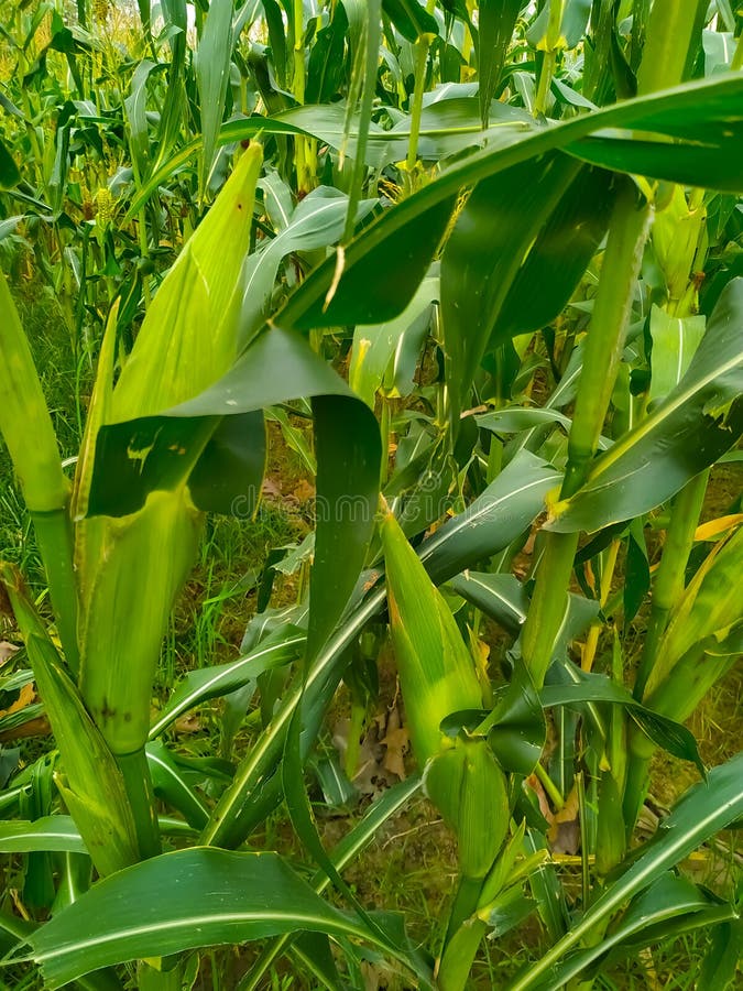 Corn on the Cob. Stalk Natural Green Leaf Stock Photo - Image of leaf ...