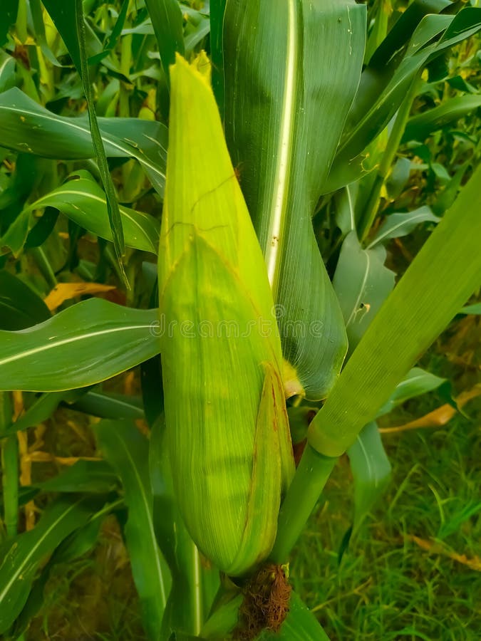 Corn on the Cob. Stalk Natural Green Leaf Stock Photo - Image of ...
