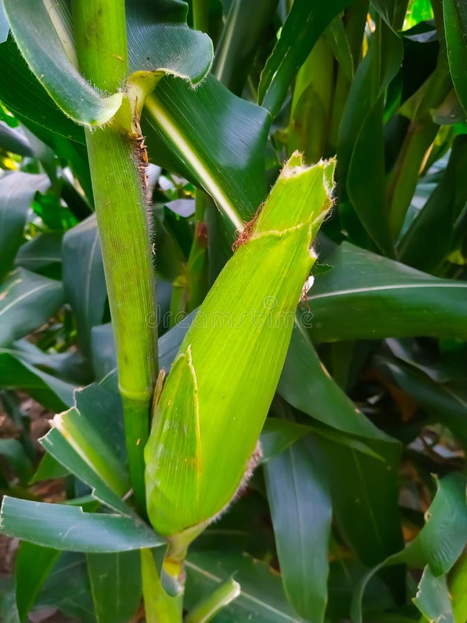 Corn on the Cob. Stalk Natural Green Leaf Stock Photo - Image of corn ...