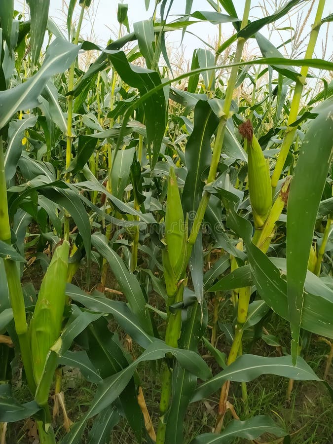 Corn on the Cob. Stalk Natural Green Leaf Stock Photo - Image of corn ...