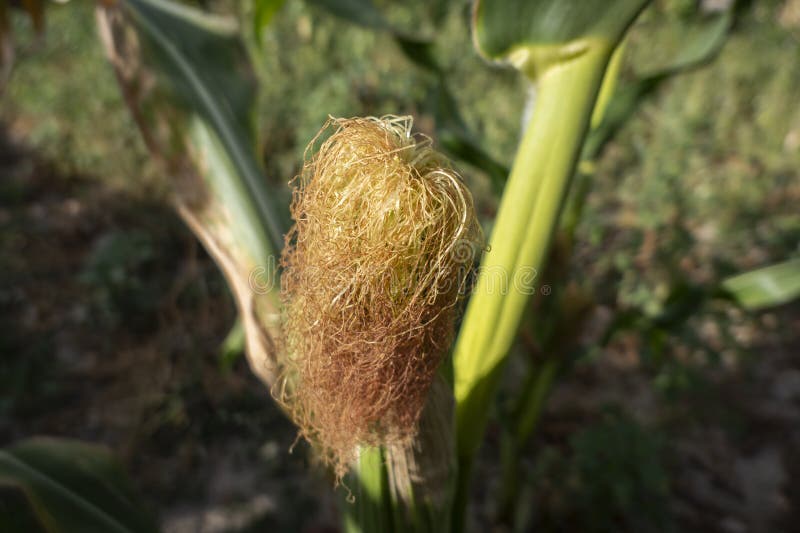 Corn cobs in the garden stock image. Image of farms - 278821377