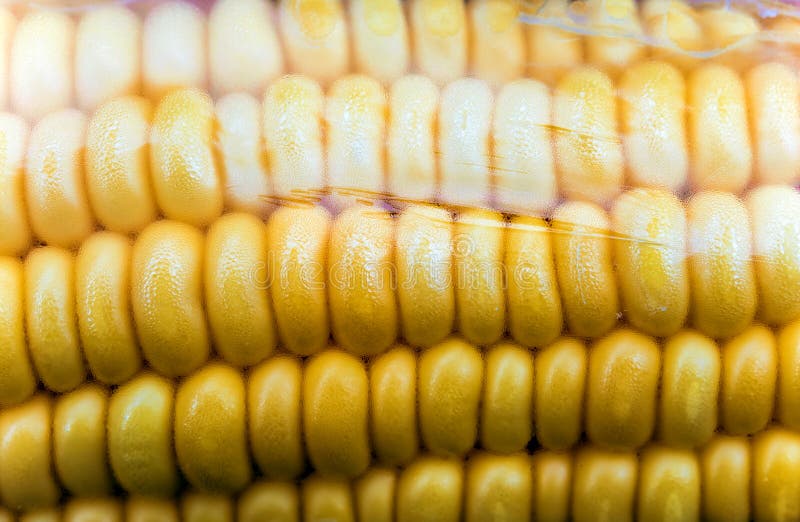 Corn Package Flying Explosion with Fruit Juice, Yellow Corn Package ...