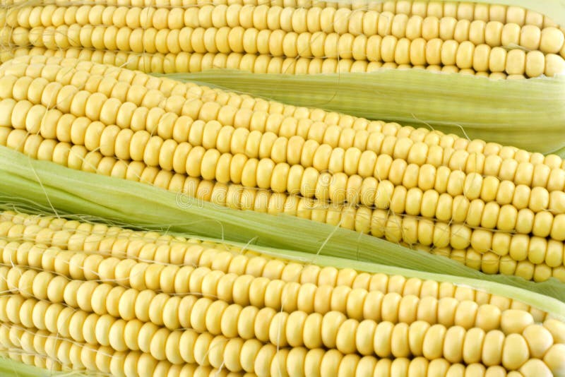 Corn cob texture stock image. Image of healthy, eating - 3736957