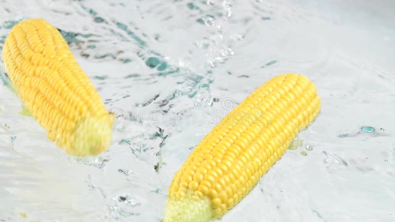 Fresh Raw Corn Cob Falling on Wet White Surface and Splashing Water ...