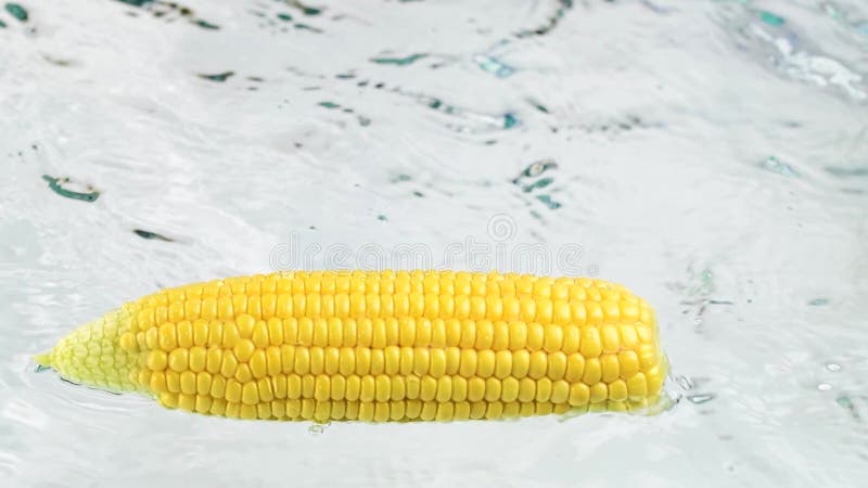 Fresh Raw Corn Cob Falling on Wet White Surface and Splashing Water ...