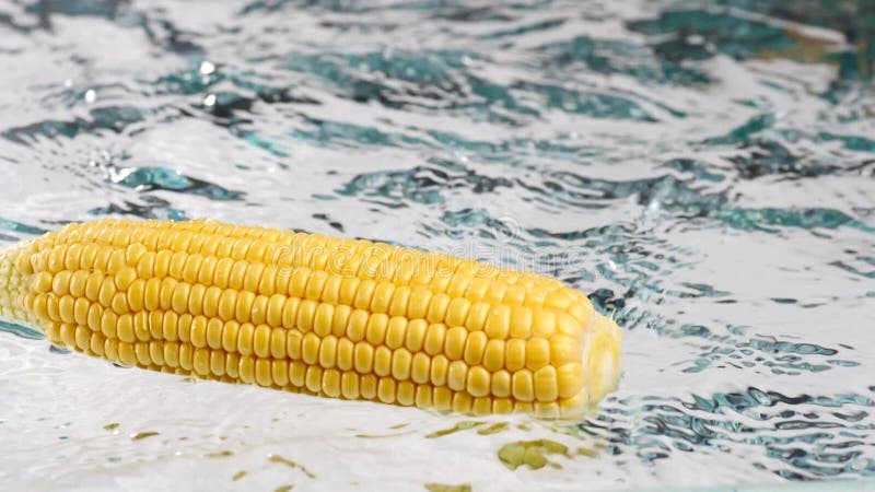 Fresh Raw Corn Cob Falling on Wet White Surface and Splashing Water ...