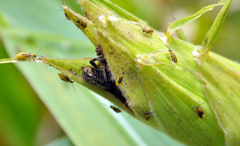 On a Corn Cob Western Corn Beetle Stock Photo - Image of field, farming ...
