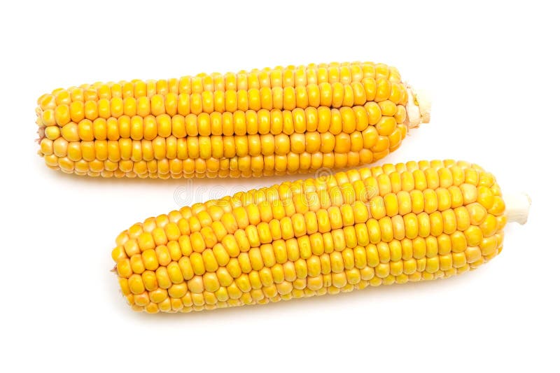 Corn on the Cob on a White Background Stock Image - Image of grain ...