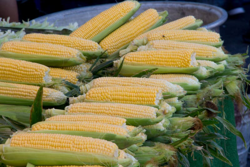 Corn on the Cob in the Window of the Local Market. Fresh, Yellow Ears ...