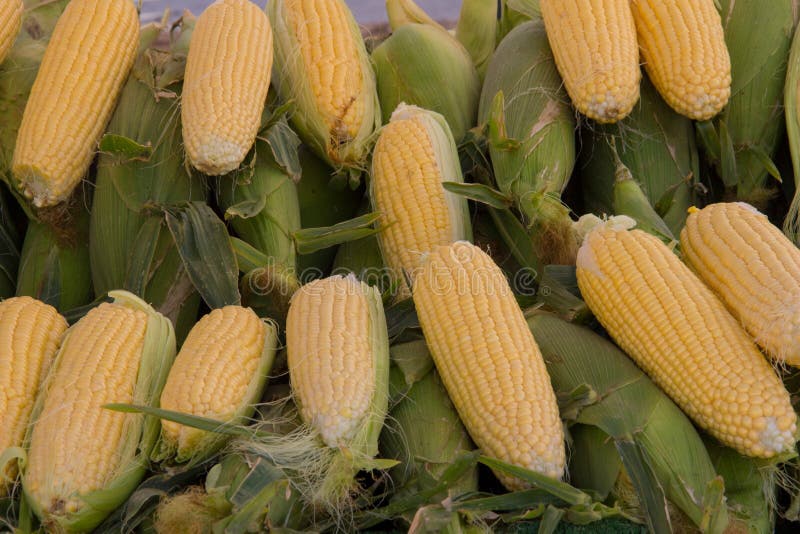 Corn on the Cob in the Window of the Local Market. Fresh, Yellow Ears ...
