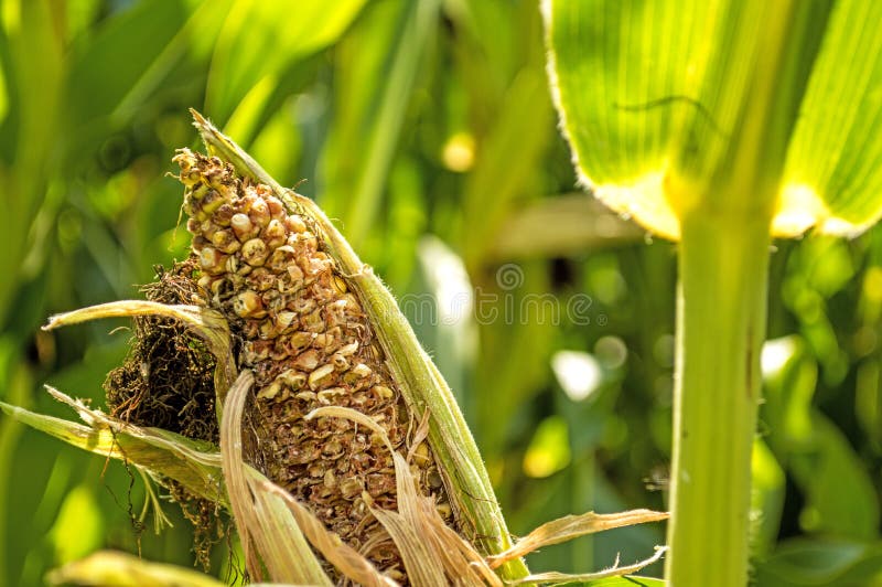 Corn cob, withered stock image. Image of agriculture - 58383455