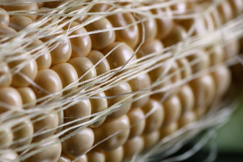Corn cob young macro stock image. Image of closeup, corn - 81830469